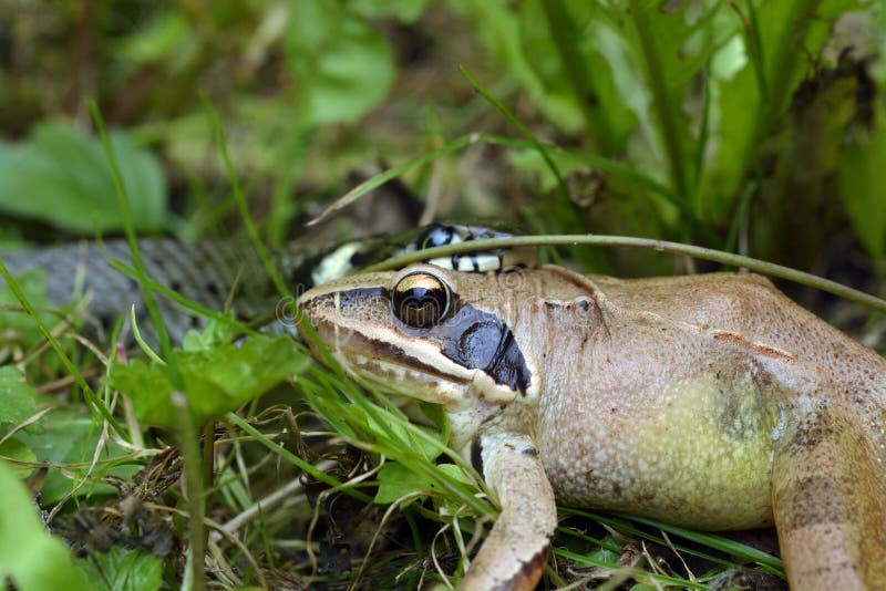 Snake and frog stock image. Image of nature, head, wild - 99458821