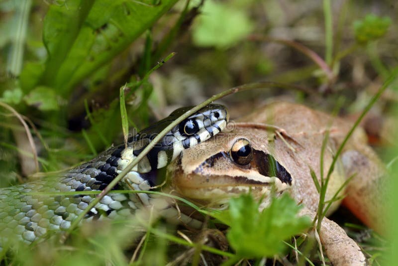 Snake and frog stock photo. Image of frog, snake, portrait - 99458758
