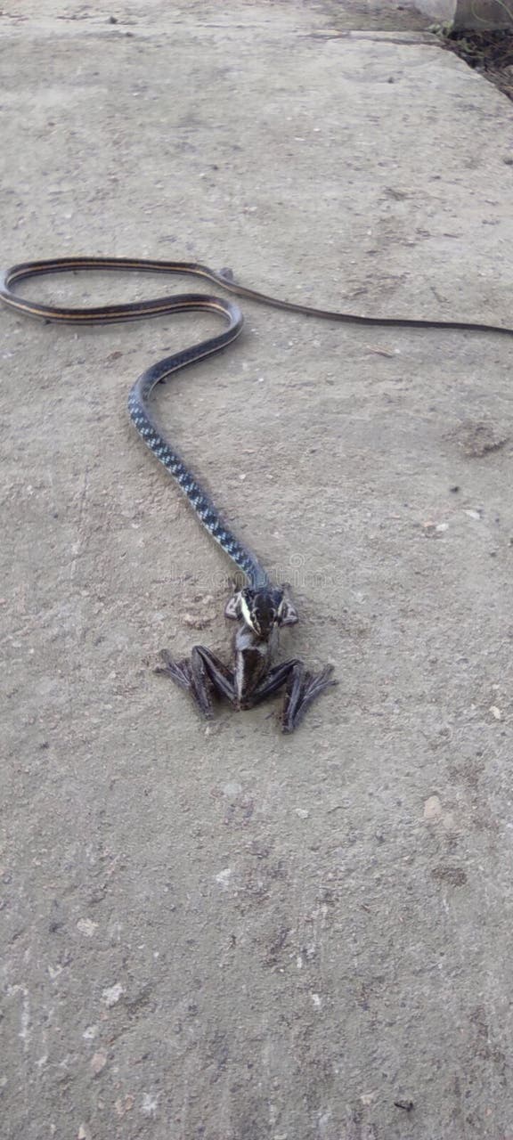 Snake and frog stock image. Image of insect, hand, frog - 226390407