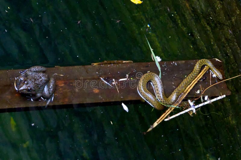 Snake and frog stock image. Image of nature, head, wild - 99458821