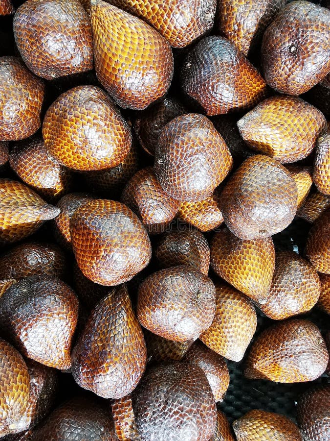 Fresh Red Snake Fruit from the Plantation Stock Image - Image of ...