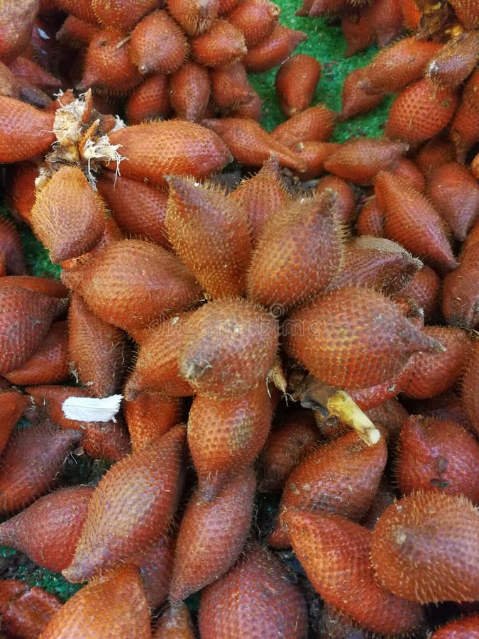 Snake fruit stock photo. Image of salak, snake, fresh - 121839944