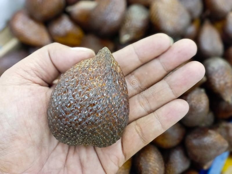A Snake Fruit on Hand at the Market Fruits Stock Image - Image of hand ...