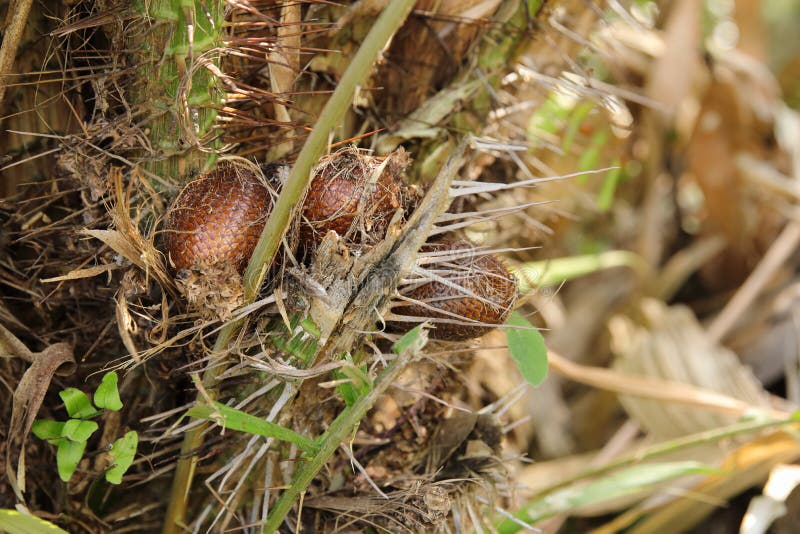 Snake Fruit on Its Cluster, East Java Stock Photo - Image of east ...