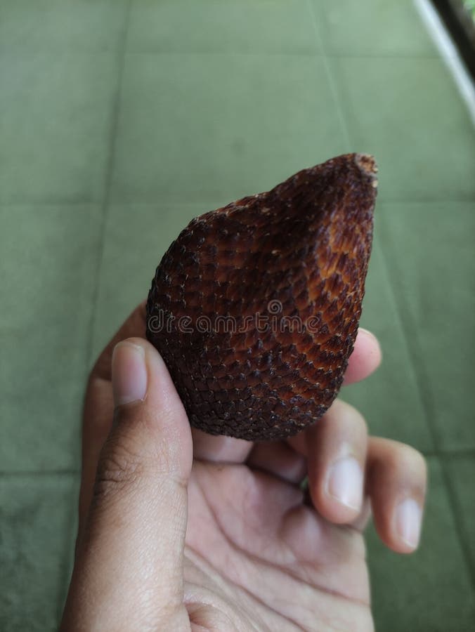 Snake Fruit is a Kind of Palm with Edible Fruit Stock Image - Image of ...