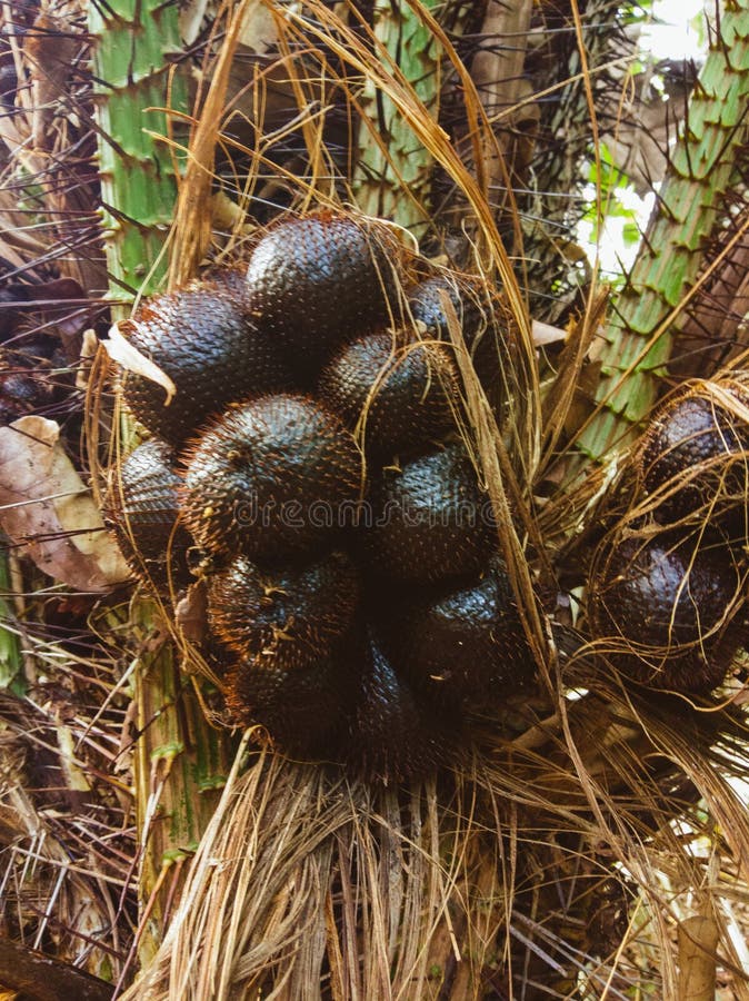 Snake Fruit Original Indonesia Stock Photos - Free & Royalty-Free Stock ...