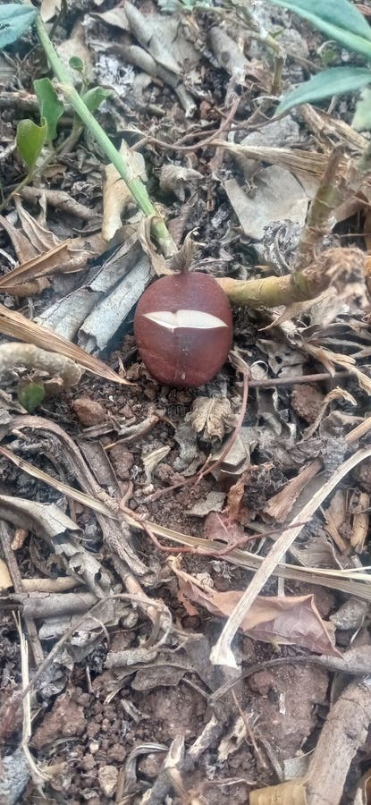 Snake Fruit Seeds that Have Dried on the Ground Stock Image - Image of ...