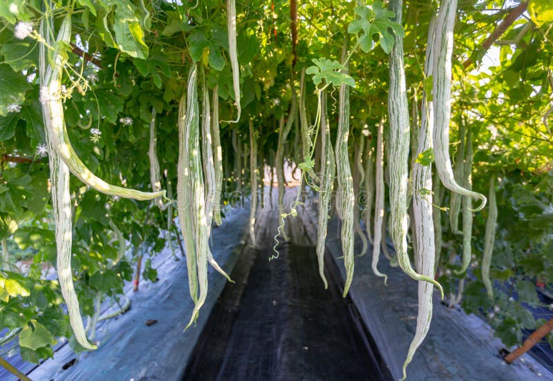 Snake gaurd crop stock photo. Image of hanging, delicious - 272545262