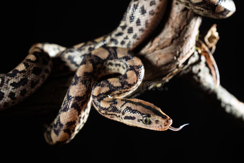 Snake Getting Ready To Strike Stock Photo - Image of animal, wildlife ...