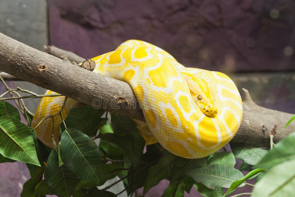 Snake,Golden Thai Python stock photo. Image of molurus - 20353356