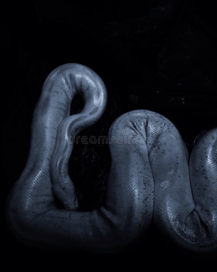 Gorgeous Snake Black White Filter Stock Photos - Free & Royalty-Free ...