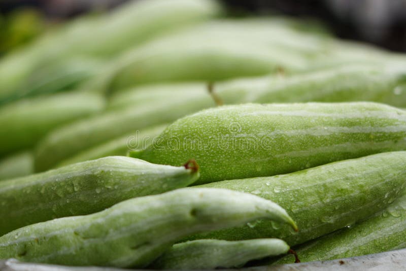 207 Appearance Snake Stock Photos - Free & Royalty-Free Stock Photos ...