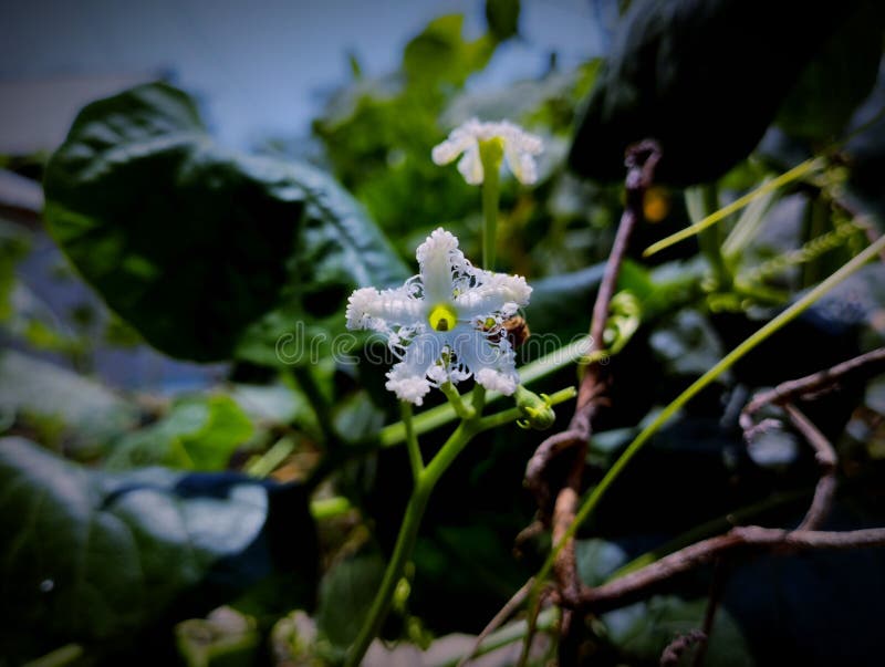 Snake Gourd Flower macro stock photo. Image of bloom - 277405820