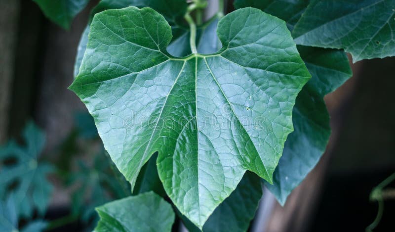 Snake gourd leaf stock image. Image of leaf, nature - 168127607