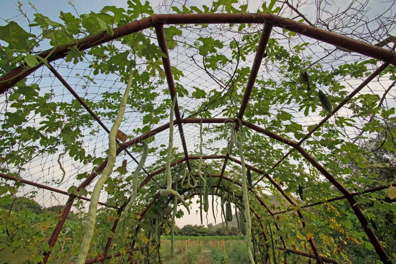 Snake Gourd or Padwal on Tree Stock Photo - Image of farm, salad: 66007332