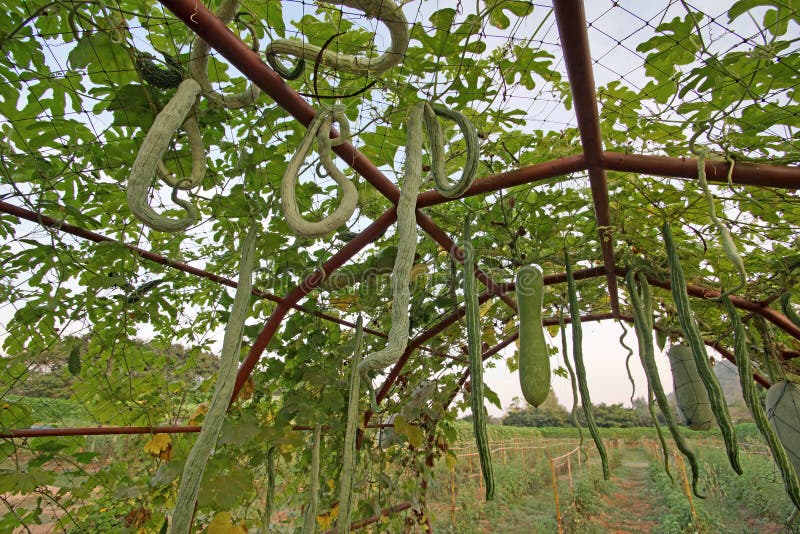 Snake Gourd or Padwal on Tree Stock Photo - Image of farm, salad: 66007332
