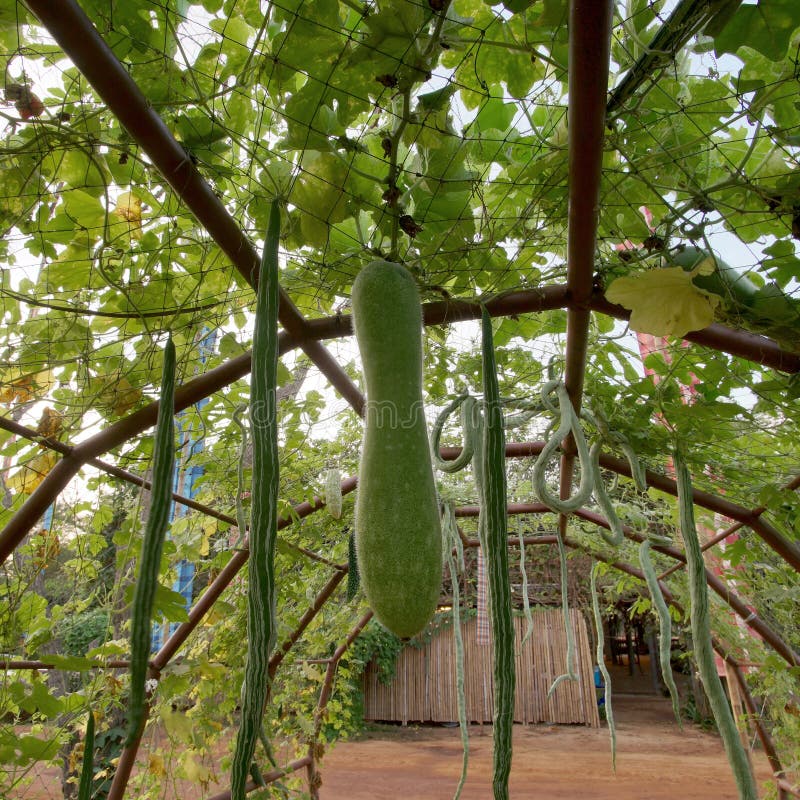 Snake Gourd or Padwal and Winter Melon on Tree Stock Image - Image of ...