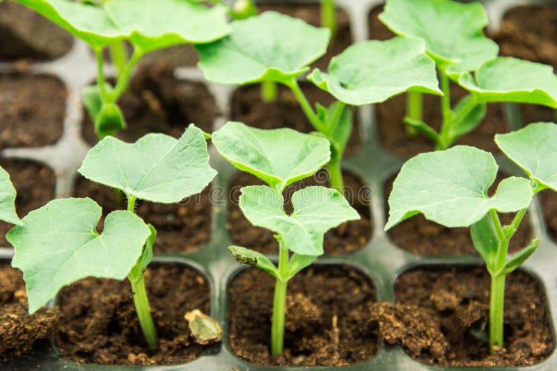 Snake gourd seedling stock image. Image of close, plant - 56223151