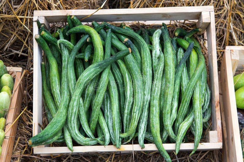 Snake gourd on a wooden. stock photo. Image of vegetable - 290200520
