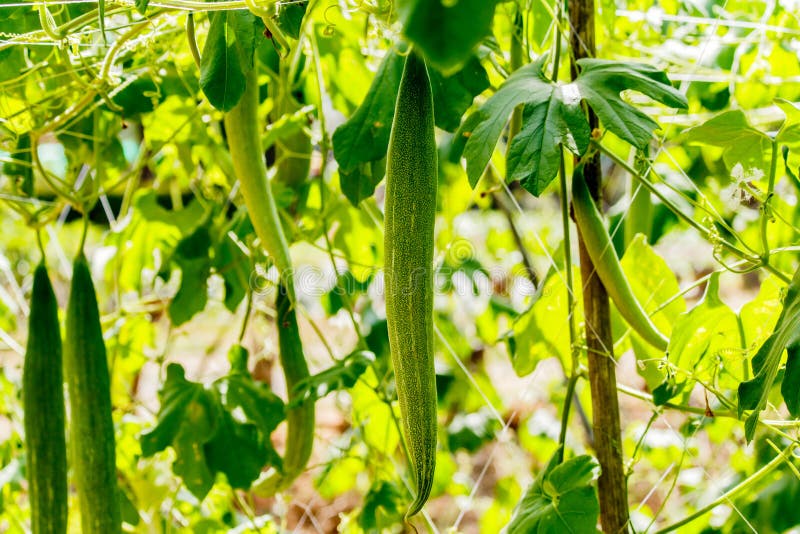 Snake Gourds in Vegetable Garden. Stock Image - Image of harvest ...