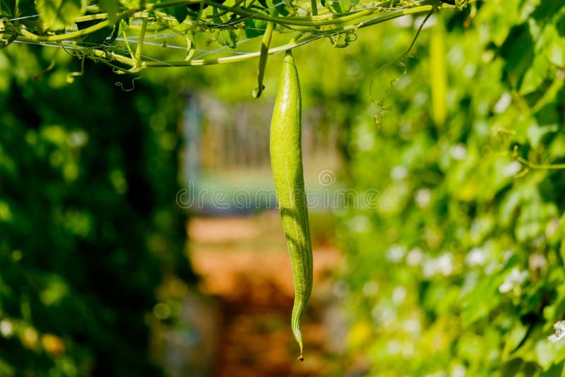 Snake Gourds in Vegetable Garden. Stock Photo - Image of natural, crop ...