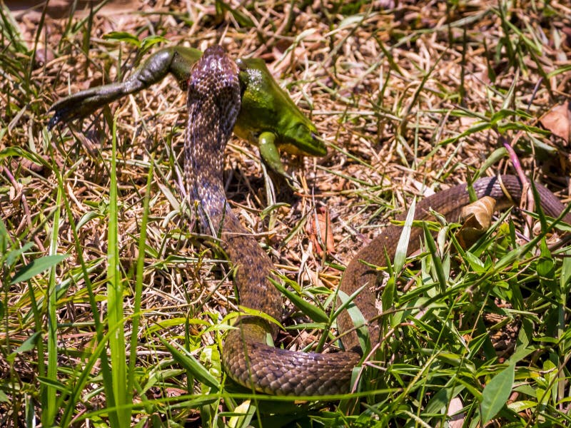 A snake attacks a frog stock image. Image of frog, grabs - 218829755