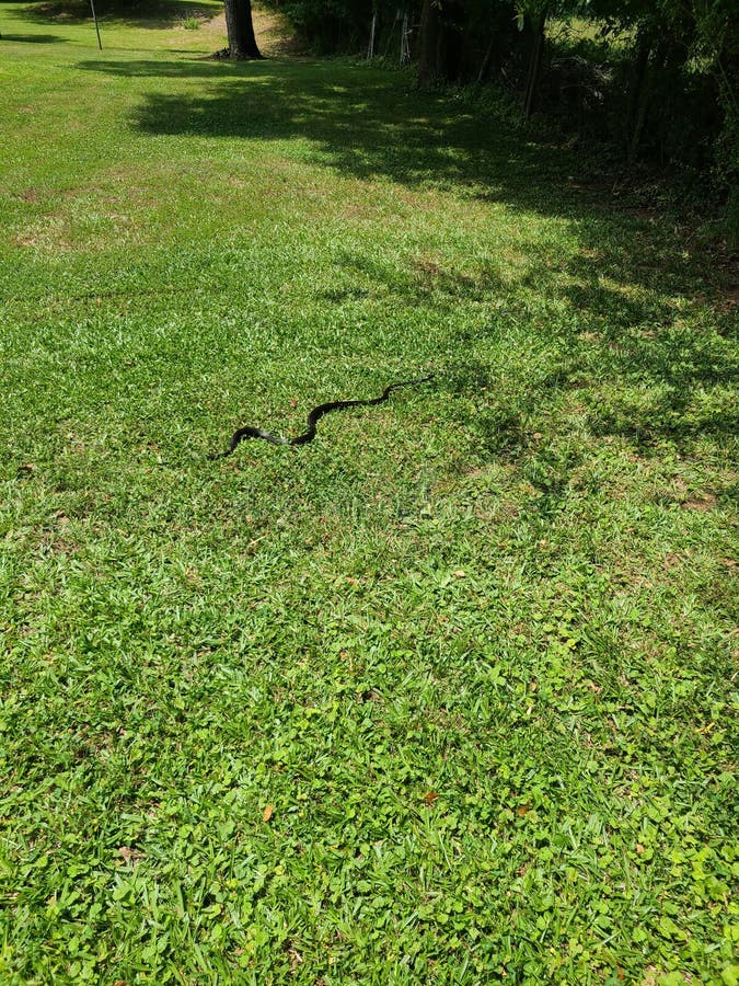 Snake in the Grass stock image. Image of close, lurking - 14788871