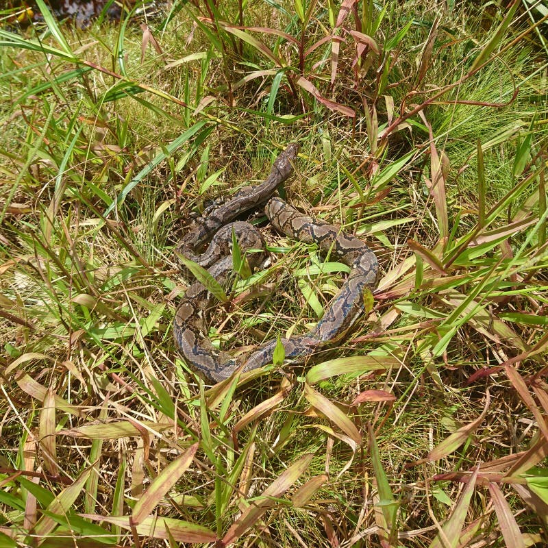 TheÂ reticulated Python on the Grass Looking for Prey Stock Photo ...