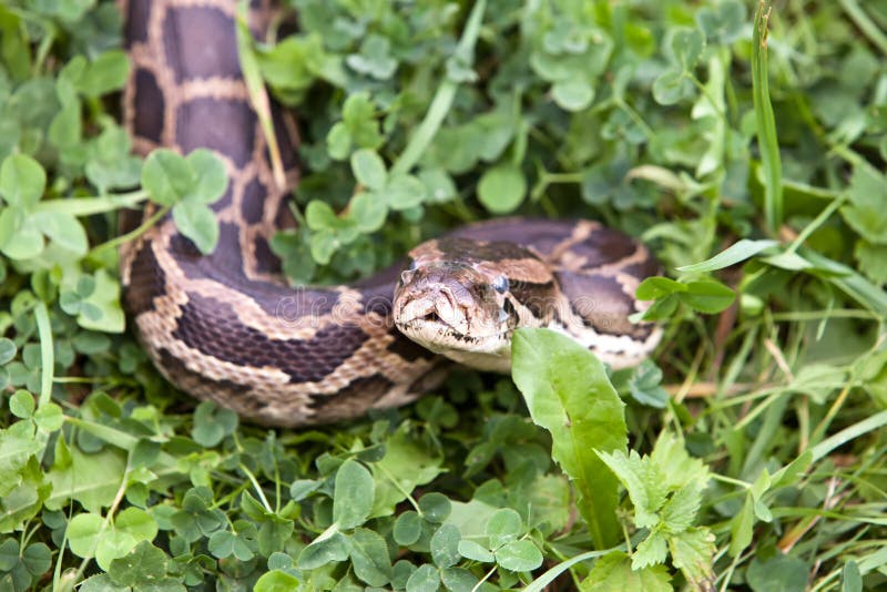 A Snake Hidden In The Grass Stock Photo - Image of hunting, ambush ...