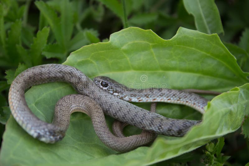 The Snake in the Grass Curled Up and Looks at the Camera. Beautiful ...