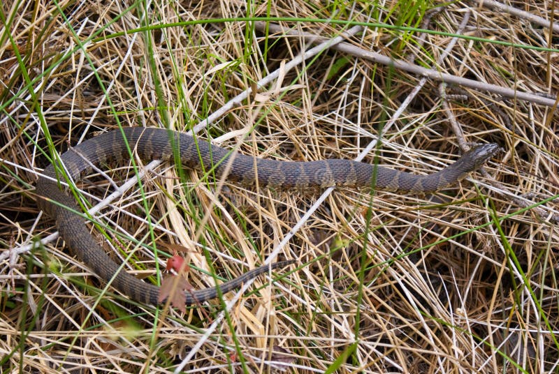 Snake in the Grass stock image. Image of legless, sony - 210167999
