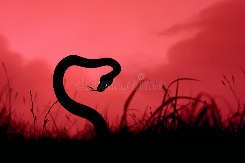 Snake in the Grass with a Red Sky Background,illustration Stock ...