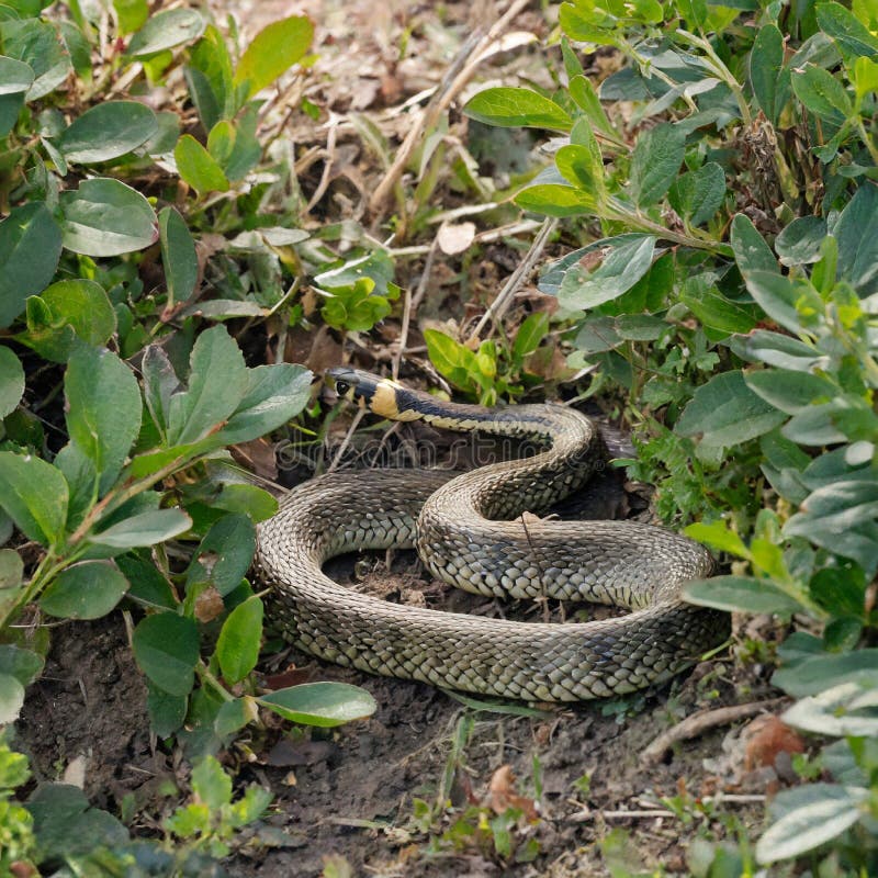 Snake in the bushes stock photo. Image of bush, animal - 27983426
