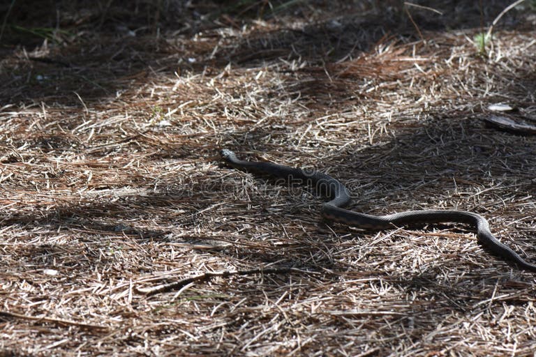Snake on the Ground in the Pine Forest with Dry Grass and Needles Stock ...