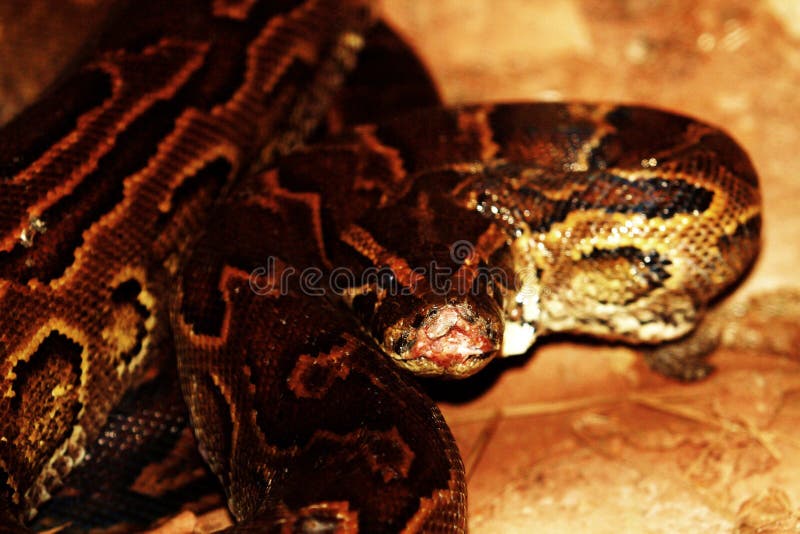 Snake on the ground stock photo. Image of slinking, snake - 97032898