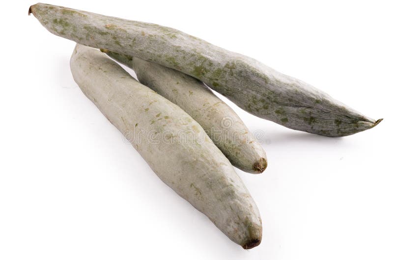 Snake Guard on White Background Stock Photo - Image of india, indian ...