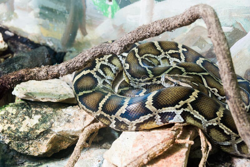 Snake in Haifa Zoo stock photo. Image of travel, reptile - 60444698