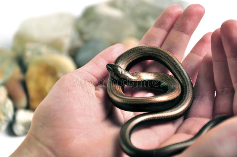 Snake in the hand stock image. Image of slowworm, slimy - 12154607