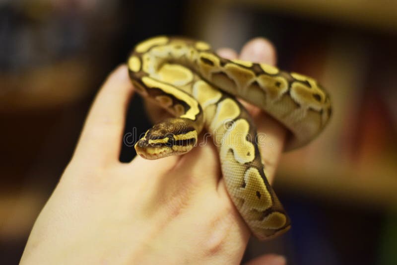 Snake stock image. Image of ball, reptiles, hand, python - 139630699