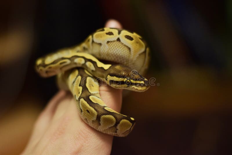 Snake stock photo. Image of domestic, hand, snake, small - 139630722