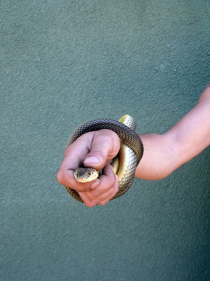 Snake is in a hand. stock photo. Image of viper, fingers - 19911918