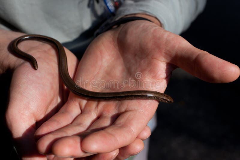 Snake in hand stock photo. Image of nature, wildlife - 21654312