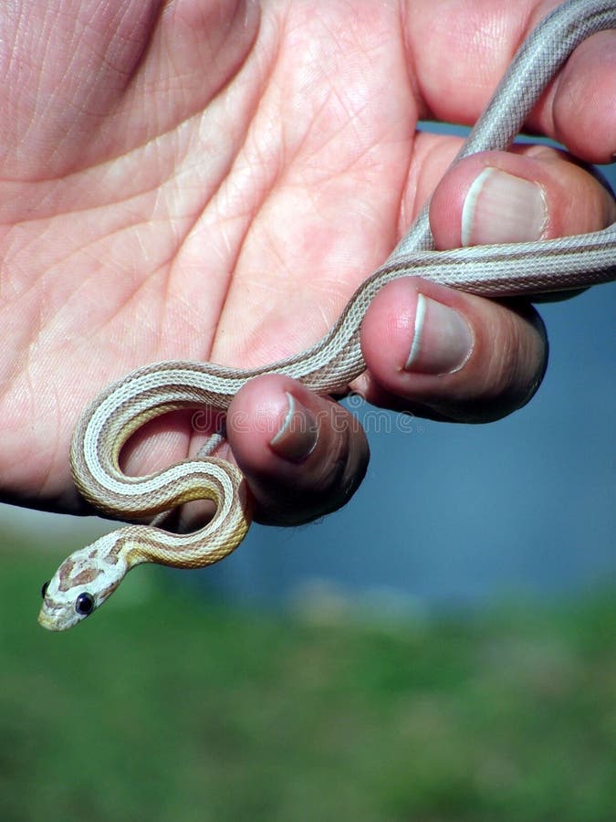 Opposite Sides Argument stock image. Image of blond, back - 1810157