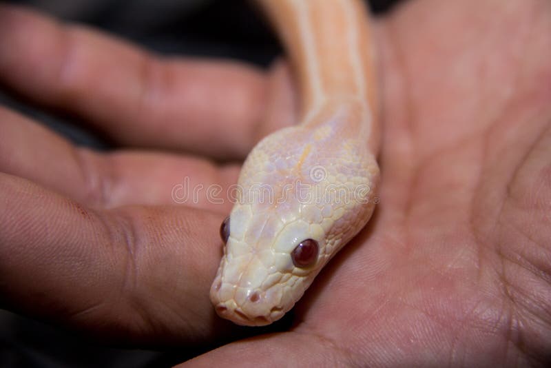 Snake in hand stock image. Image of snake, hand, head - 55476017