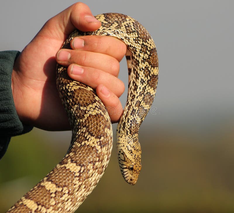 Snake In The Hand Of Child For The Serpari Feast In The Historic Center ...