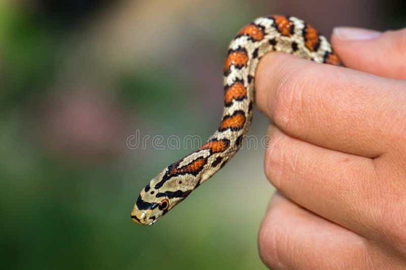 Snake in hand stock photo. Image of animal, wildlife - 47513432