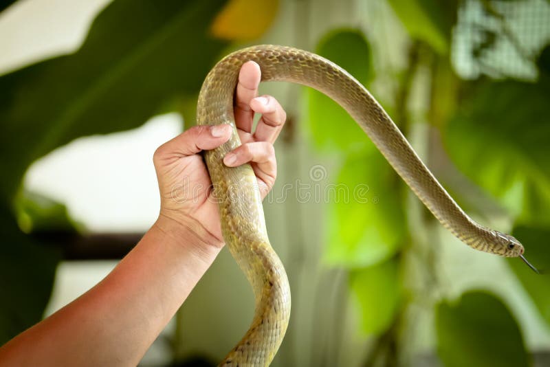 Snake on a hand stock image. Image of adder, keeled - 145089259