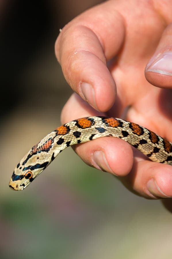 Snake in hand stock image. Image of nature, grass, animal - 52021369