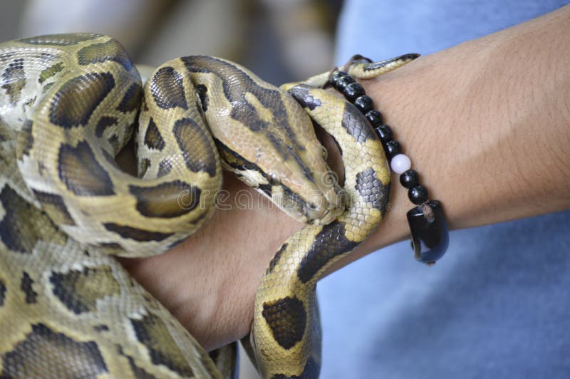 Snake on hand stock image. Image of brown, amphibious - 94868463