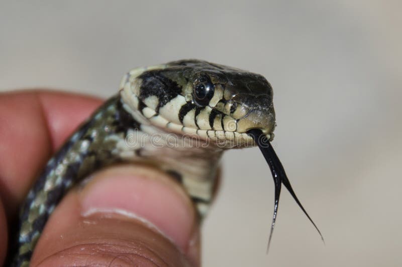 Snake in hand stock photo. Image of nature, wildlife - 21654312
